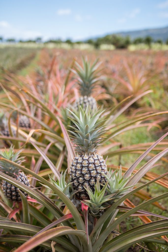 Aloha Maui - surfende Ziegen, Ananas Sekt, tropische Farmen und die ...