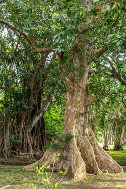 Das Juwel im Indischen Ozean: Die Top-Highlights von Mauritius - von ...