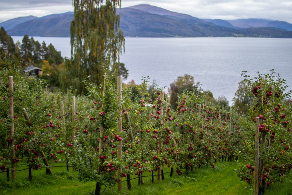 September in Norwegen: Die Cider-Saison am Fjord erleben - Dinner um Acht
